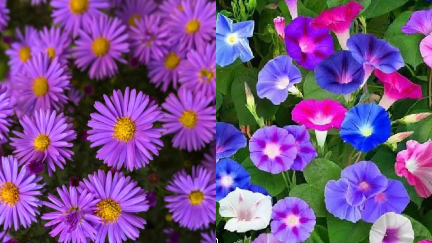 Tak Banyak yang Tahu Bunga Aster dan Morning Glory Ternyata Simbol ...